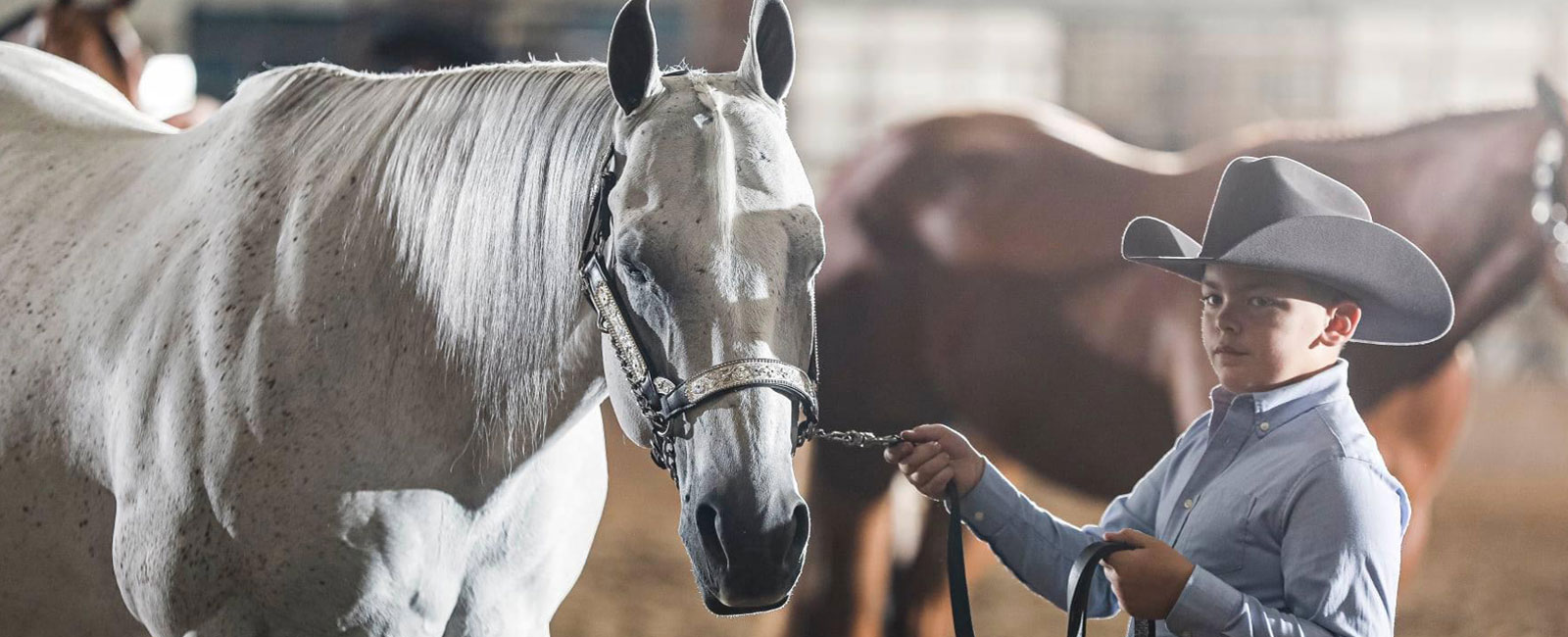 ILQHA - Illinois Quarter Horse Association